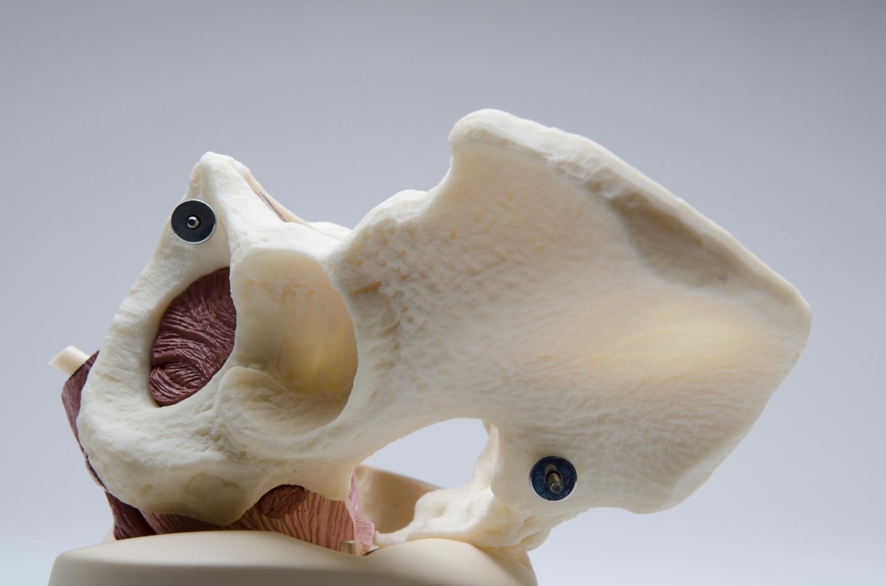 Male Pelvic Floor Educational Model - CMT Medical
