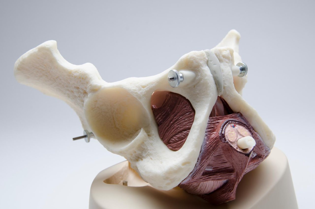 Male Pelvic Floor Educational Model - CMT Medical